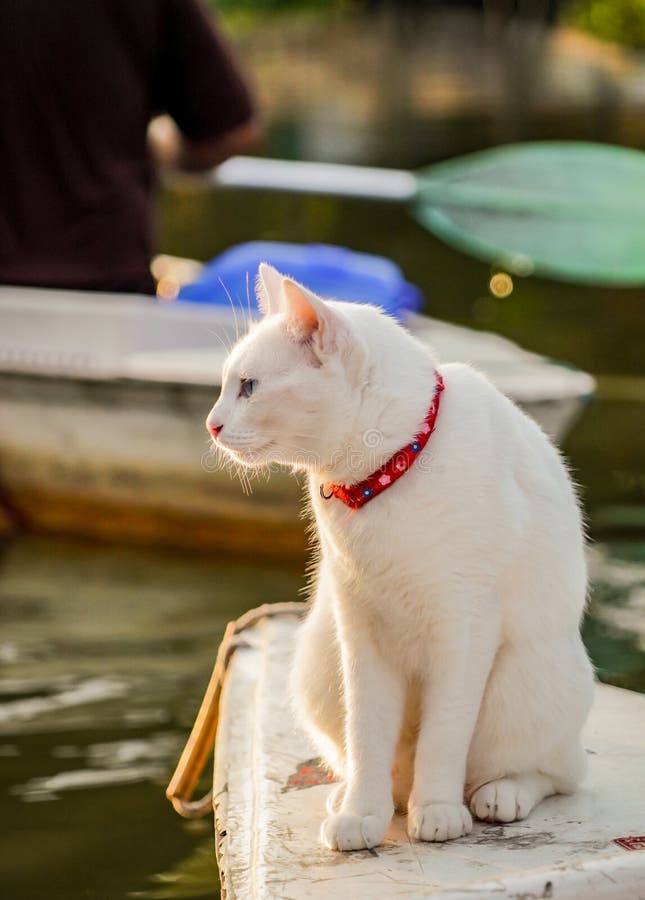The White Cat Sitting on the Boat Stock Image - Image of wildlife ...