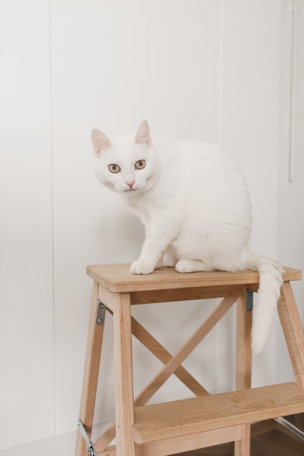 White Cat Sitting on a Chair Stock Photo - Image of puss, mammal: 184295932