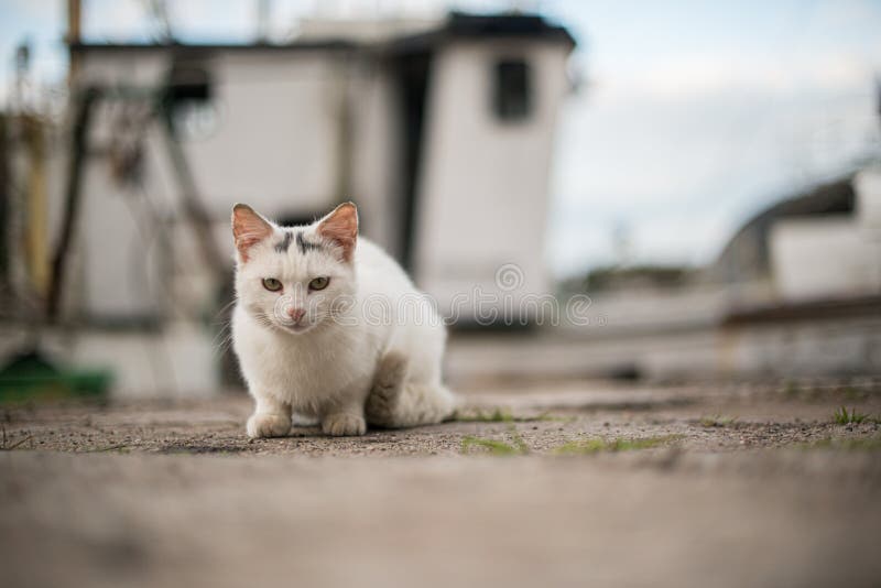 White Cat Sitting on Concrete, Staring into Camera... Stock Photo ...