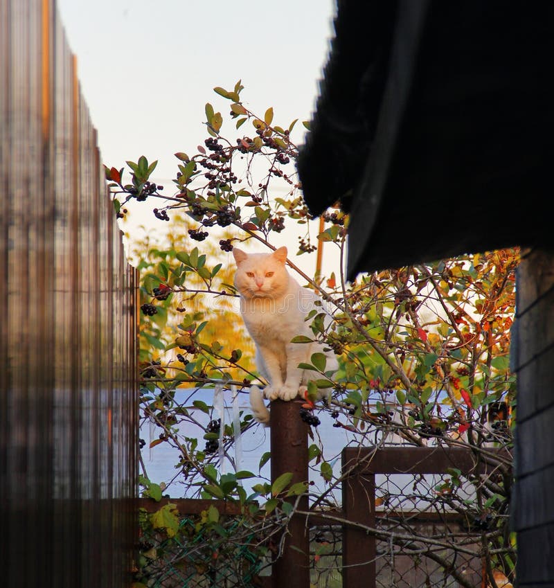 The cat sits on the pole stock photo. Image of fence - 100622500