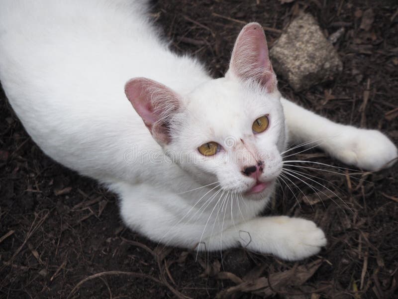 White Cat Sitting in the Garden. Stock Photo - Image of carnivore ...