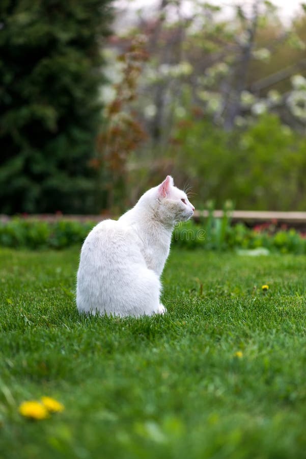 White Cat Sitting on Green Grass in the Garden Stock Photo - Image of ...