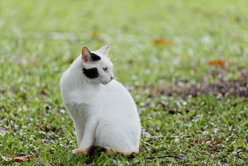 Cat Facing Right Sitting Stock Photos - Free & Royalty-Free Stock ...