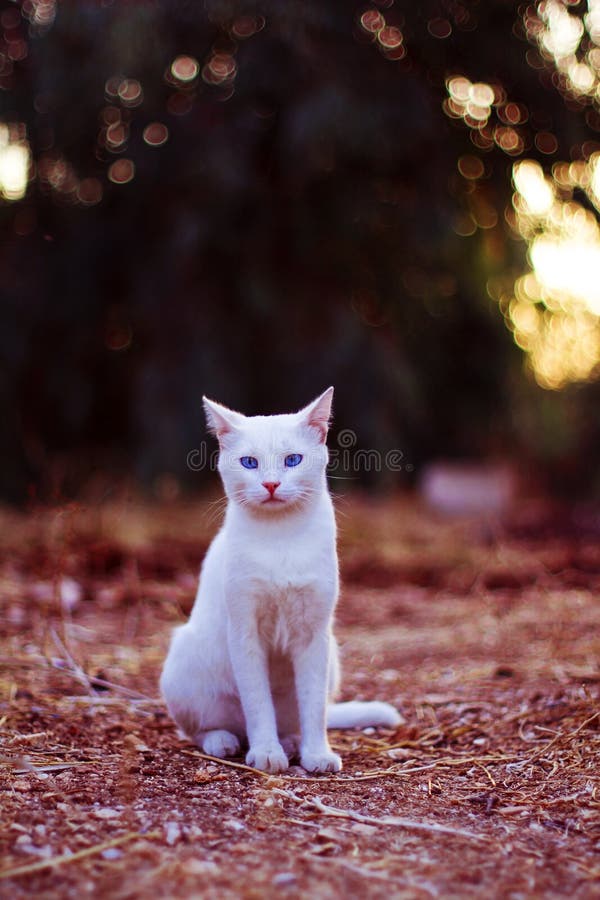 White cat stock photo. Image of isolated, vertical, haired - 99890346