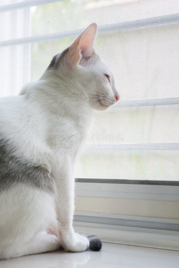 512 Cat Sitting Looking Forward White Background Stock Photos - Free ...