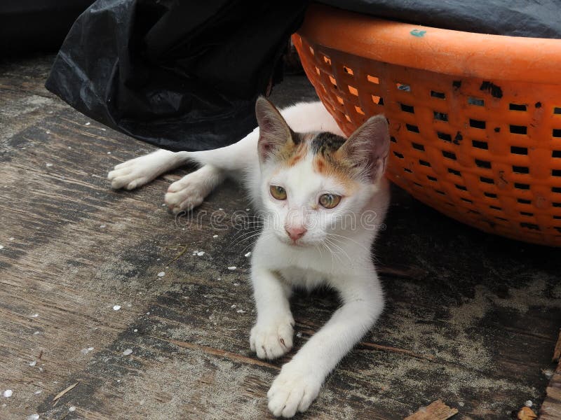 A White Cat Sitting Near a Bucket Stock Image - Image of bucket, white ...