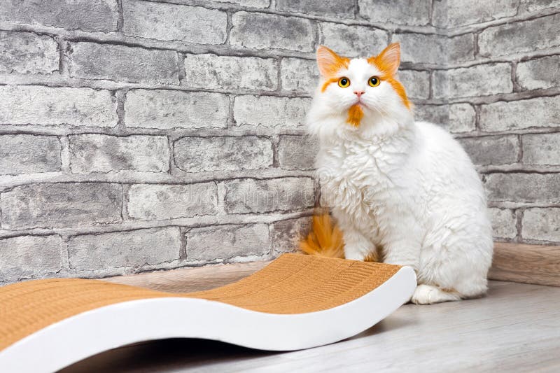 White Cat Sitting Near a Floor Scratching Post Stock Image - Image of ...