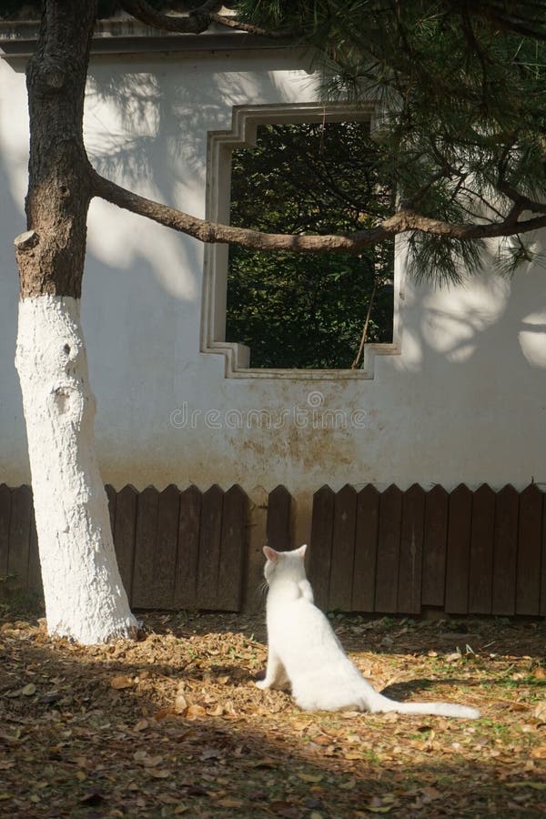 White Cat Sitting Near a Pine Tree in the Sunlight. China Stock Photo ...