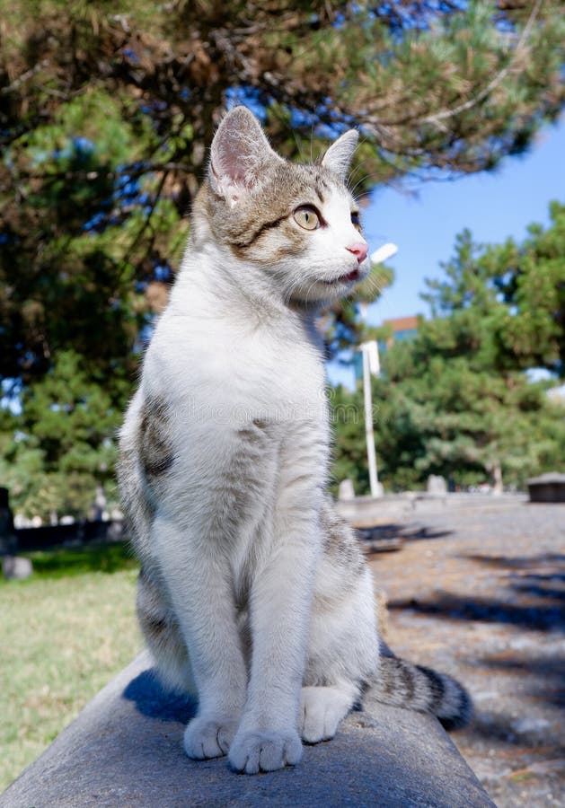 White Cat Sitting Outdoors in Nature.cat Watching Nature Stock Photo ...