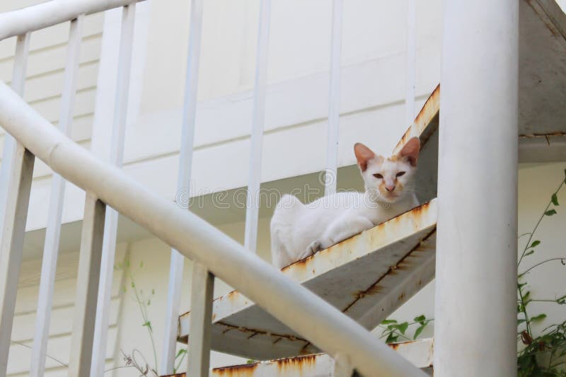 White Cat Sitting Relax on a Spiral Stairs Stock Image - Image of ...