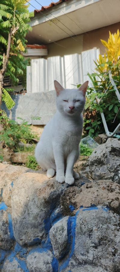 The White Cat is Sitting on the Wall Enjoying the Sunshine Stock Photo ...