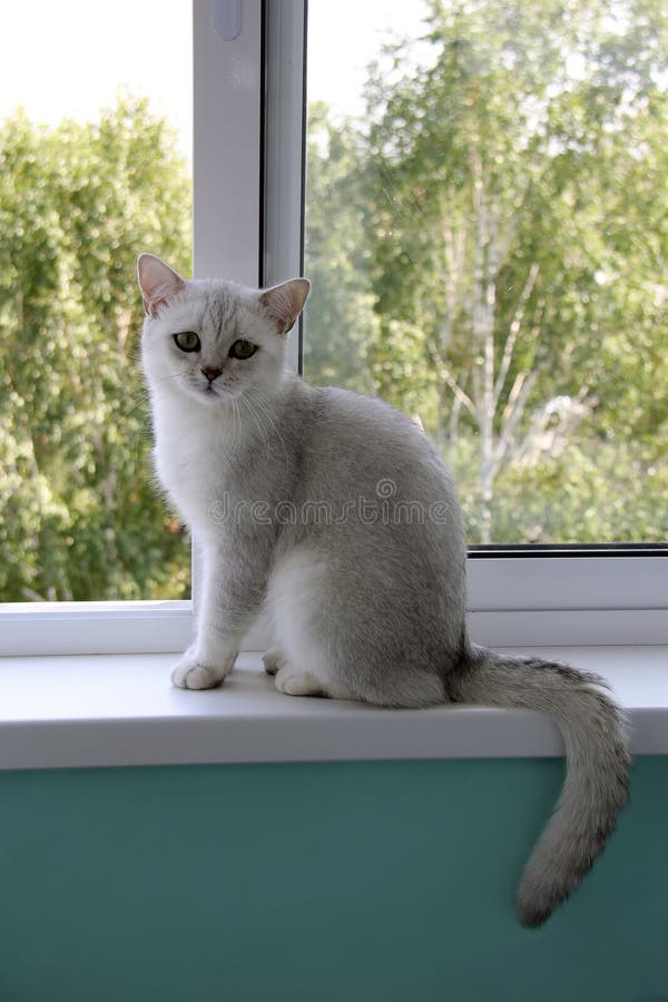 17,193 Cat Sitting Window Stock Photos - Free & Royalty-Free Stock ...