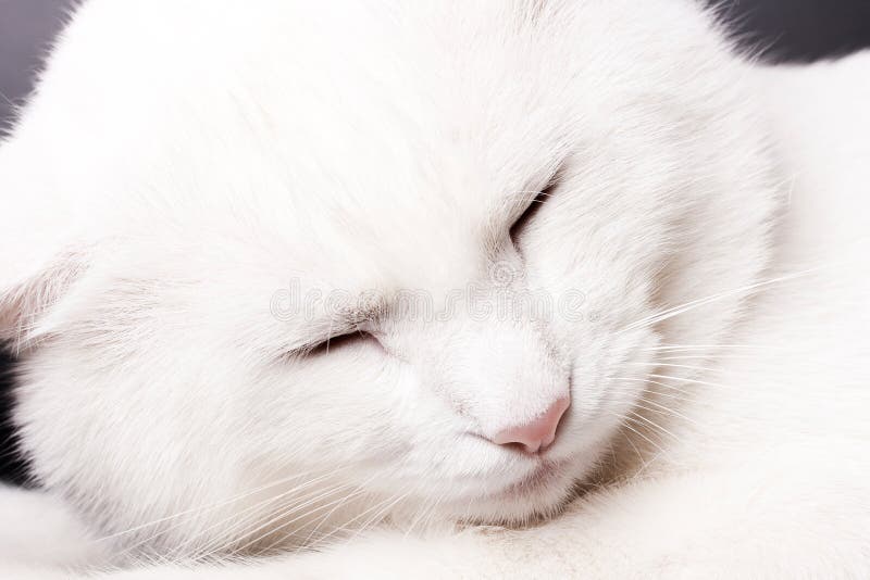 White cat sleeping stock photo. Image of tired, breed - 22893304