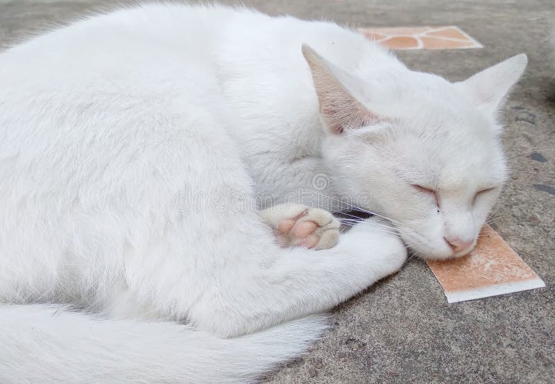 White cat sleeping stock photo. Image of white, hand - 243040772