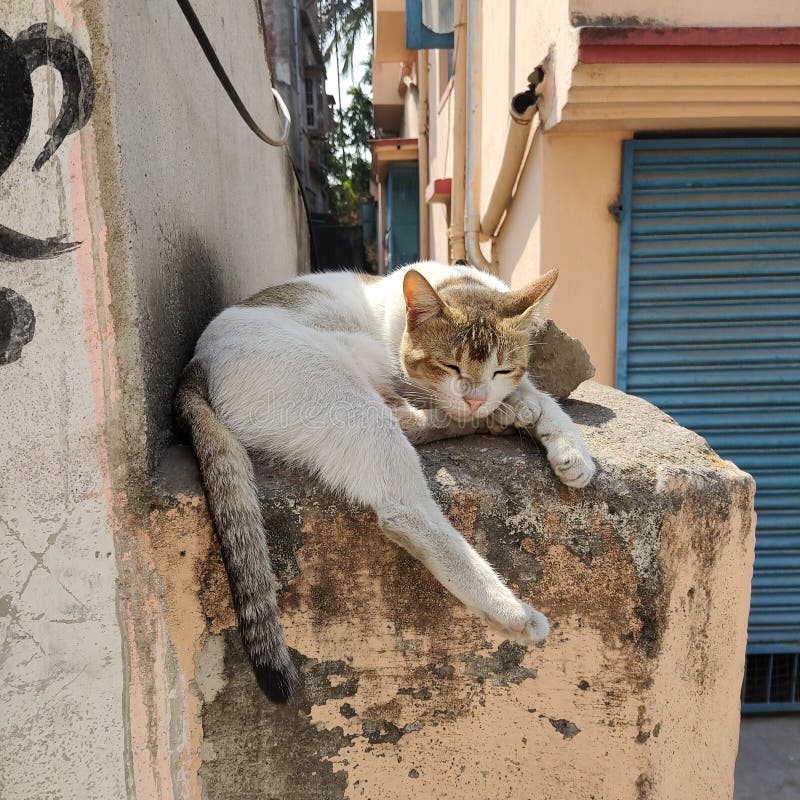 White Cat Sleeping on a Damage Wall Stock Photo - Image of damage ...