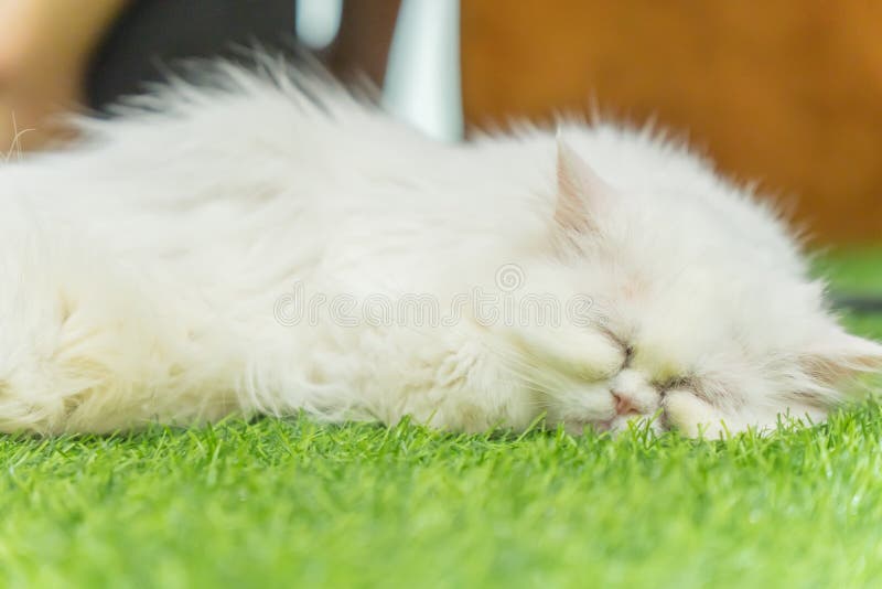 White Cat Sleeping on the Grass Stock Photo - Image of domestic, lovely ...