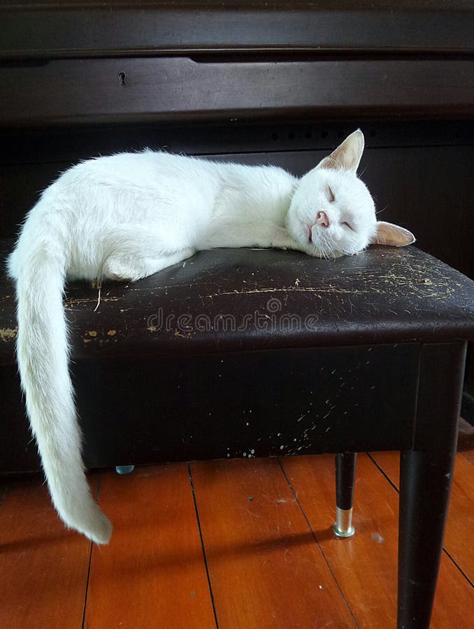 White Cat Sleeping Happily on Piano Stool Stock Image - Image of dream ...