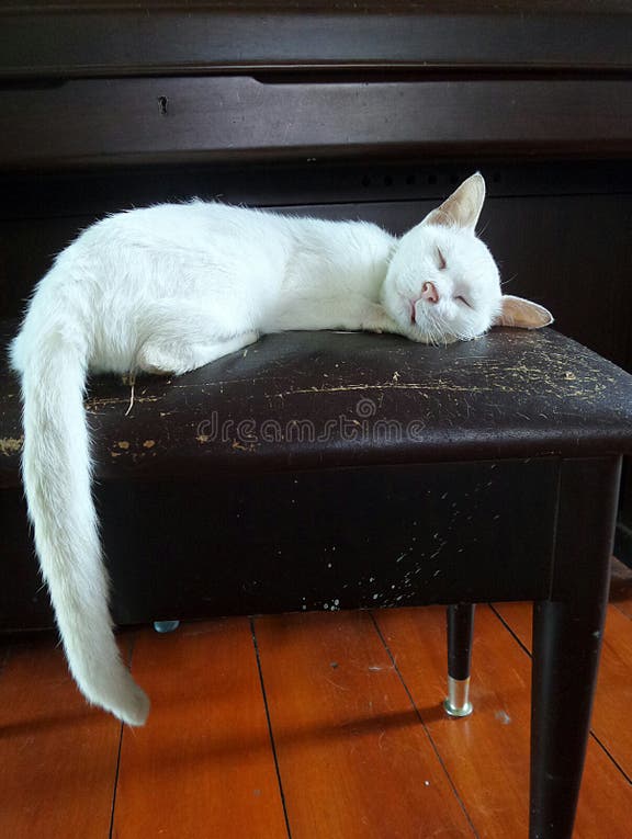 White Cat Sleeping Happily on Piano Stool Stock Image - Image of dream ...