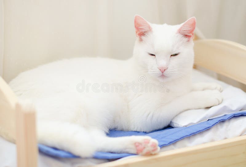 White cat sleeping stock photo. Image of laziness, energy - 29818664