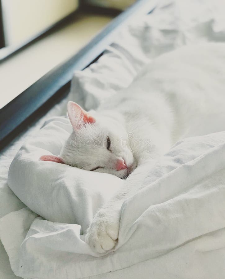 White cat sleeping stock photo. Image of white, sleeping - 197654608