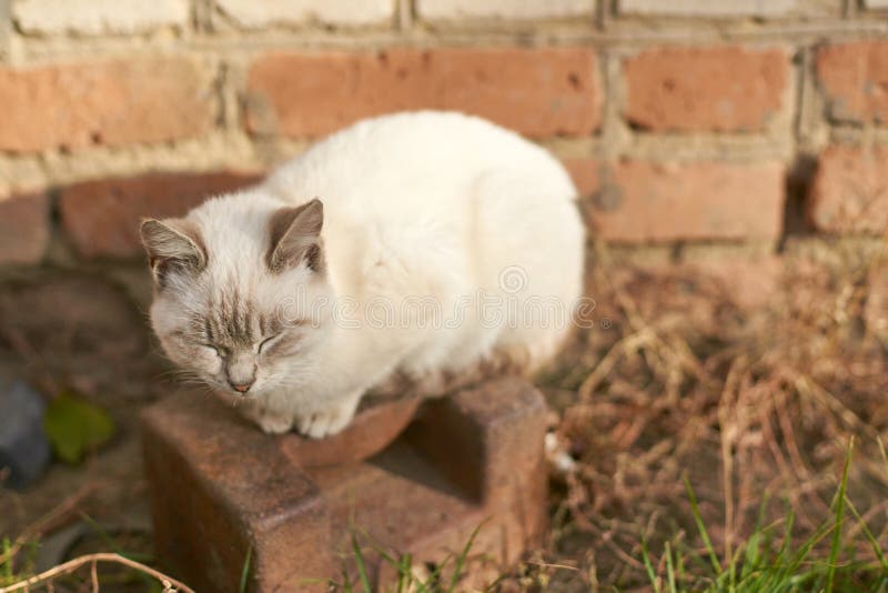 402 Sleeping Step Granny Stock Photos - Free & Royalty-Free Stock ...