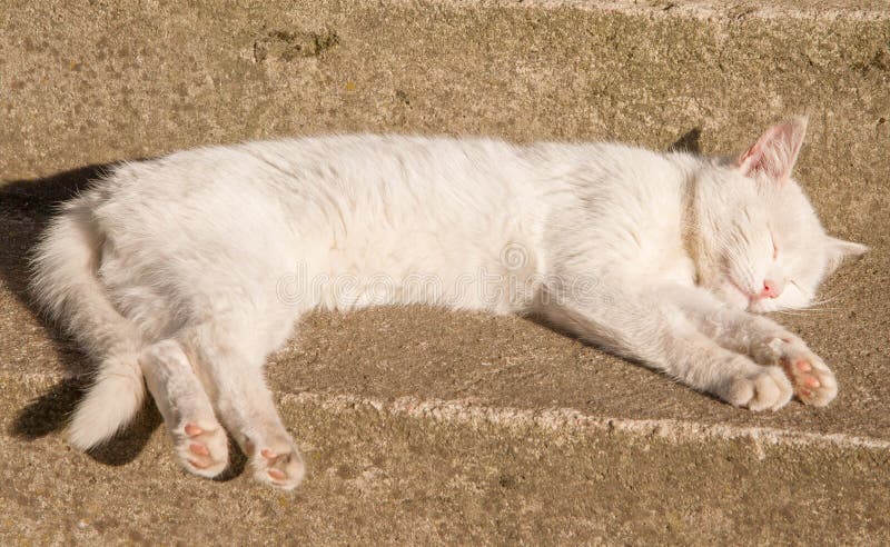 White cat stock photo. Image of asleep, white, sleeping - 73433680