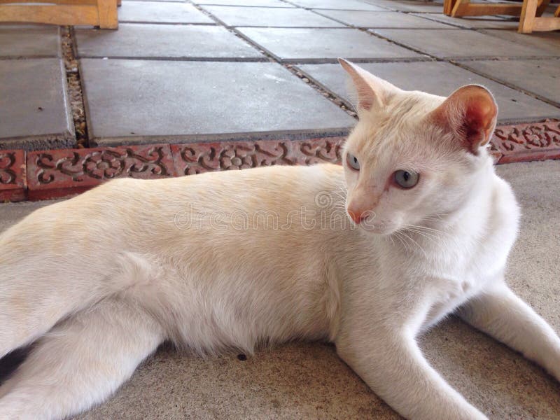 White cat stock image. Image of stand, kitten, burmese - 51403667