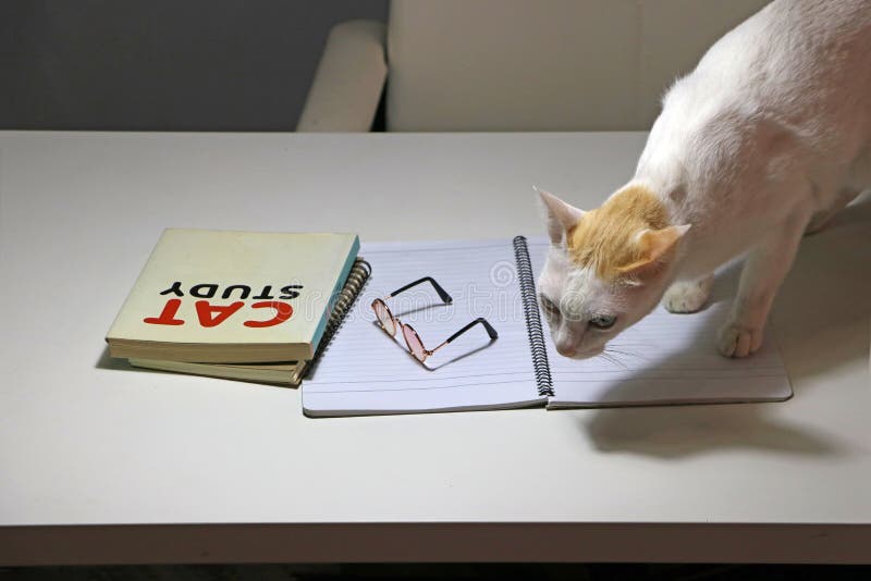 White Cat Standing on the Notebook with Glasses and Cat Study Book ...