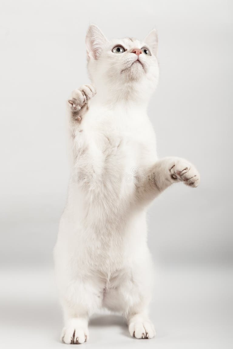 318 Cat Standing Two Legs Stock Photos - Free & Royalty-Free Stock ...