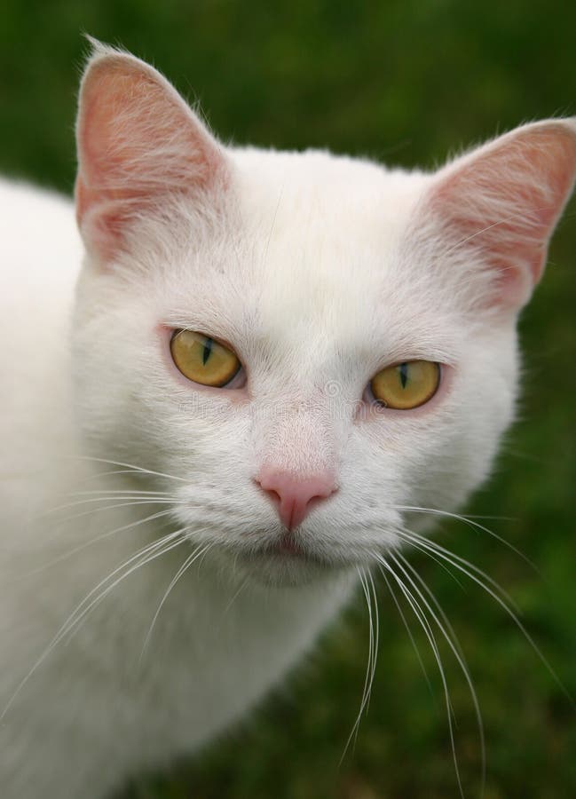 White Cat Stare stock image. Image of animal, furry, whiskers - 159155