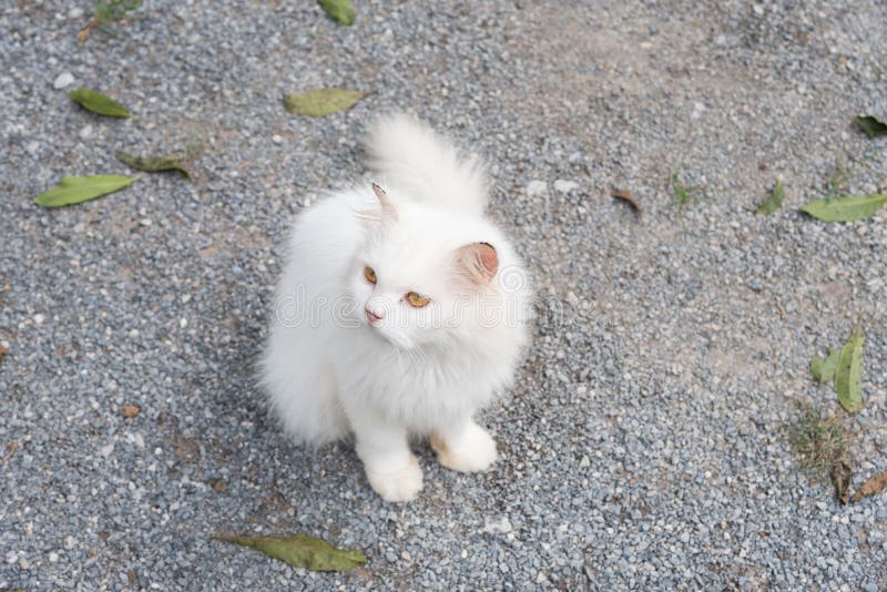 White Cat Staring Looking See Forward Stock Photo - Image of nature ...