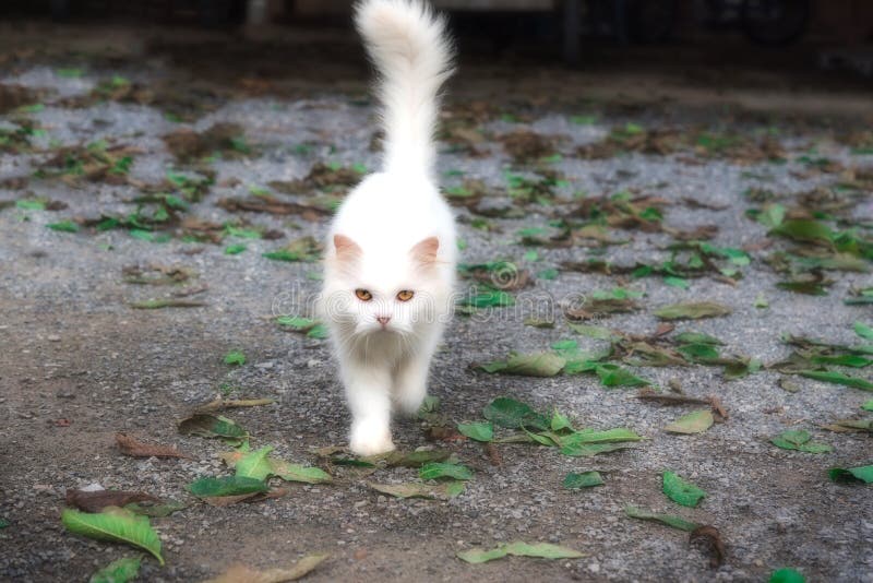 White Cat Staring Looking See Forward Stock Photo - Image of closeup ...