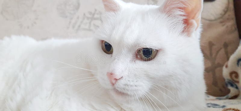 White Cat Starring at Camera Stock Photo - Image of feline, breed ...