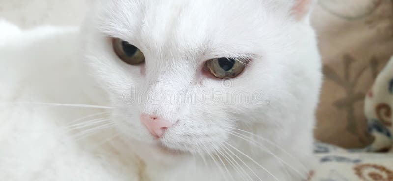 White Cat Starring at Camera Stock Photo - Image of mammal, funny ...