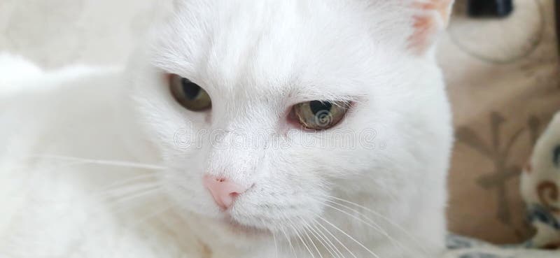 White Cat Starring at Camera Stock Photo - Image of closeup, charisma ...