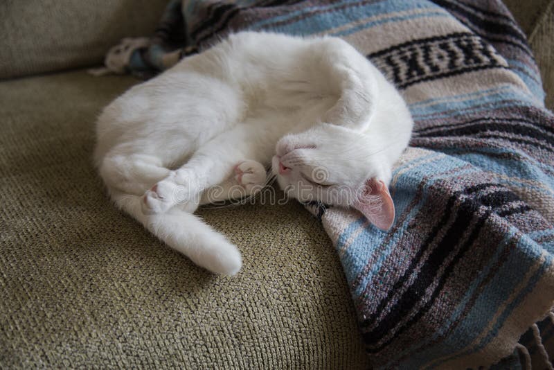 White Cat Stretching on Couch Stock Image - Image of feline, stretch ...