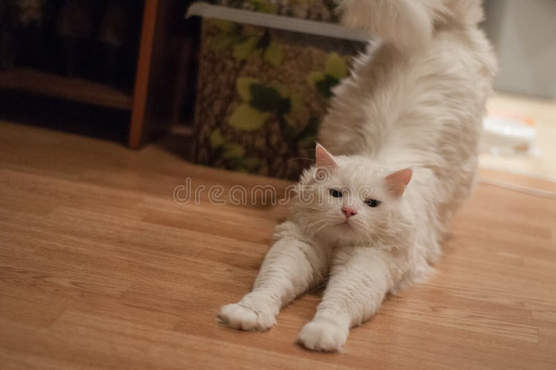 White cat stretching. stock image. Image of kitty, stretching - 87884517