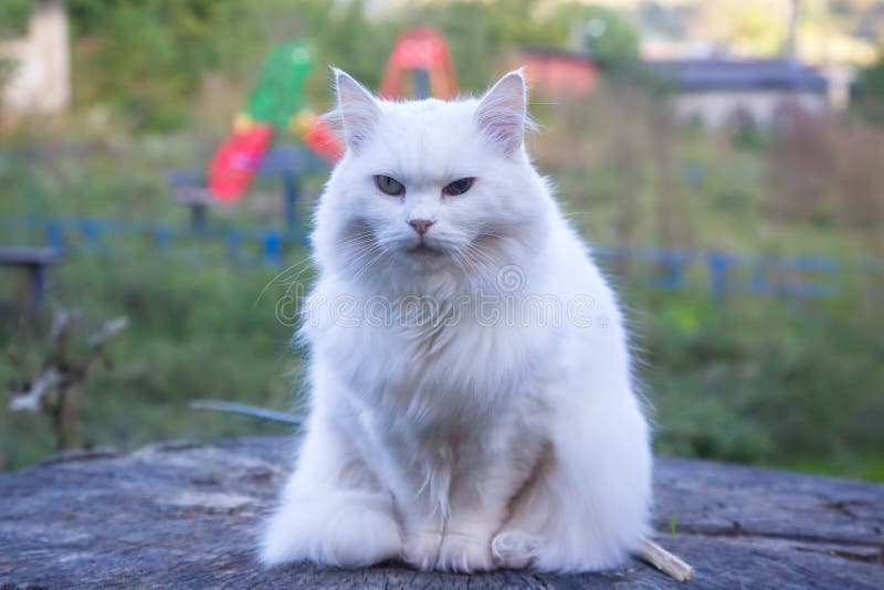 The White Cat is Strong in Nature. Cat Mammals Stock Image - Image of ...