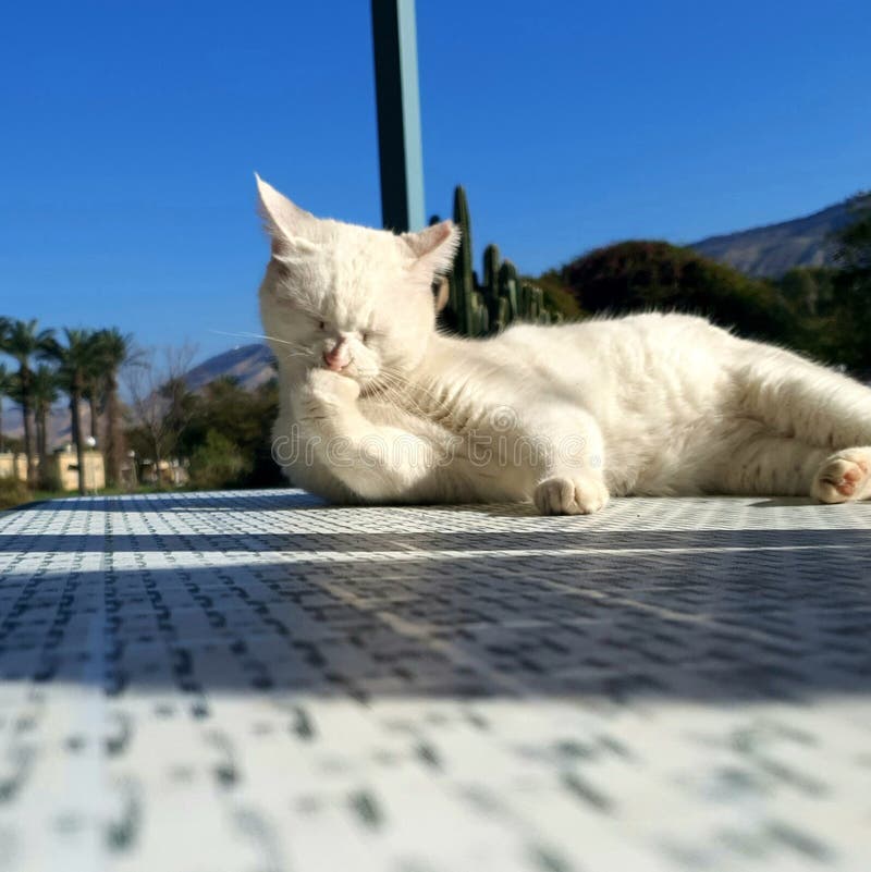 White Cat Sunbathing Sun Suniday Stock Photo - Image of sunbathing ...