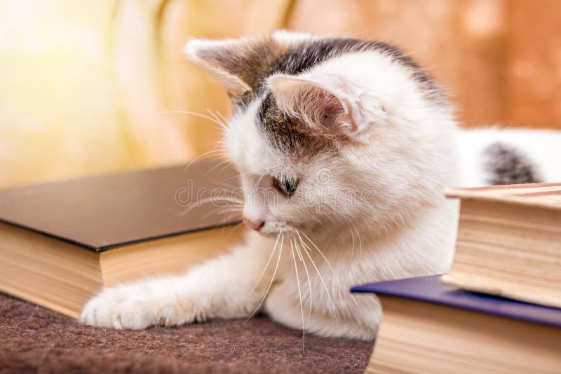The White Cat is Surrounded by Books. Visiting the Library. the Best ...