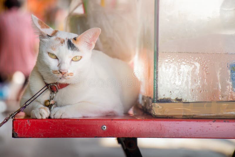 White cat on table stock photo. Image of kitten, cool - 135784740