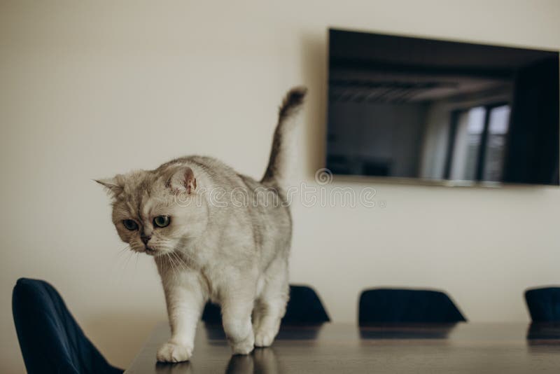 White Cat on the Table of a Modern Kitchen Stock Image - Image of ...