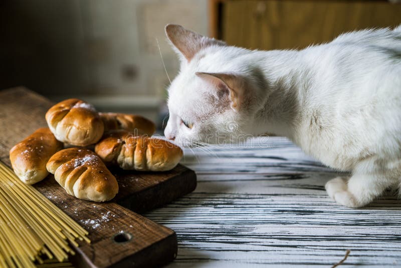 White Cat on the Table with Pies 2 Stock Photo - Image of nature ...