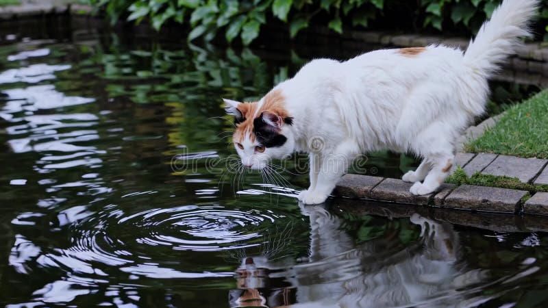 White Cat Testing Water with Paw at Pond Edge in Lush Garden Setting ...