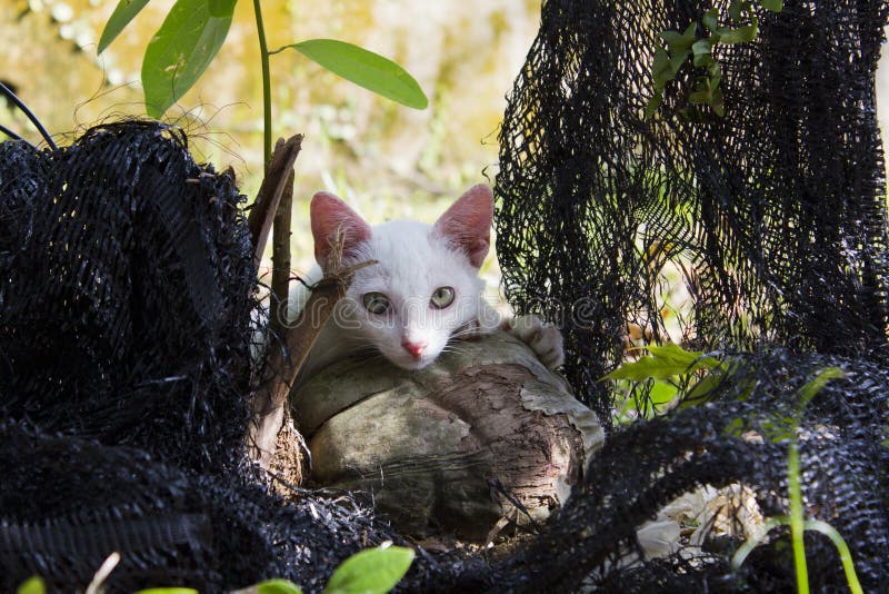 White cat tired stock image. Image of animal, black, kucing - 42273069