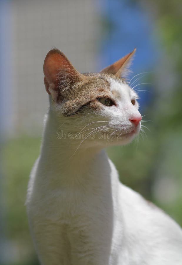 White Cat Turn Face To Sunshine Stock Photo - Image of white, sunshine ...