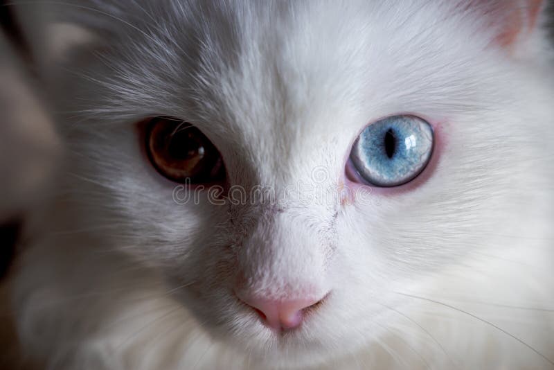 White Cat with Two Different Eye Colors Stock Photo - Image of look ...