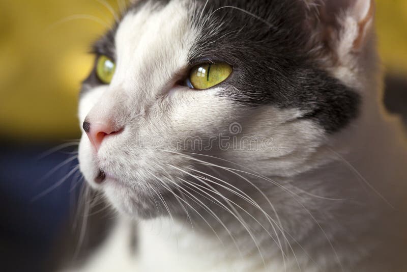 White Cat Up Close stock image. Image of cute, domestic - 71022183