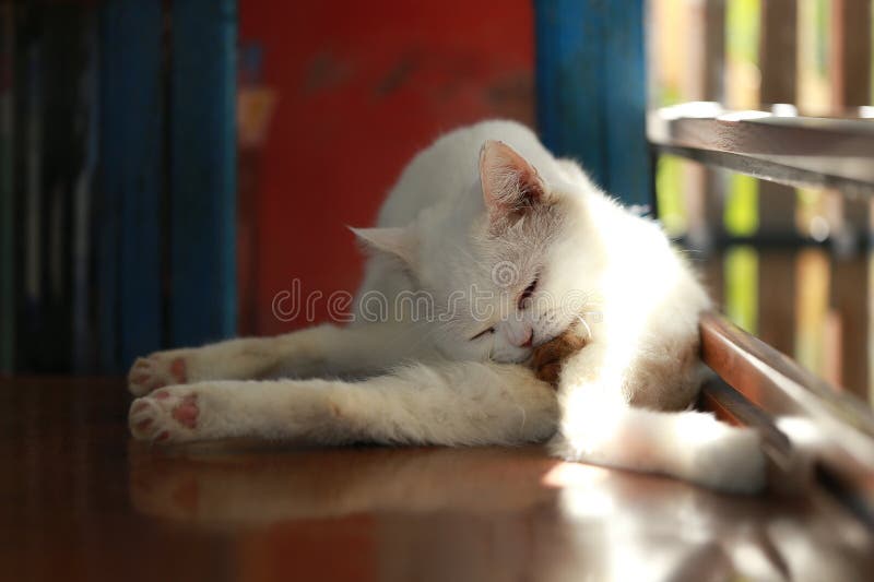 White Cat is Using Its Tongue To Clean Itself. Stock Image - Image of ...