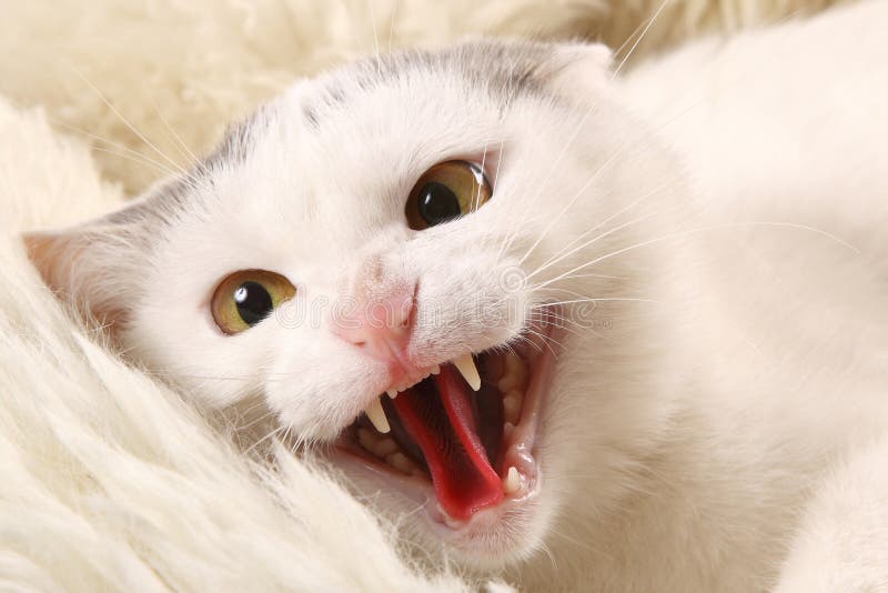 Angry White Cat Stock Photos - Download 9,205 Royalty Free Photos